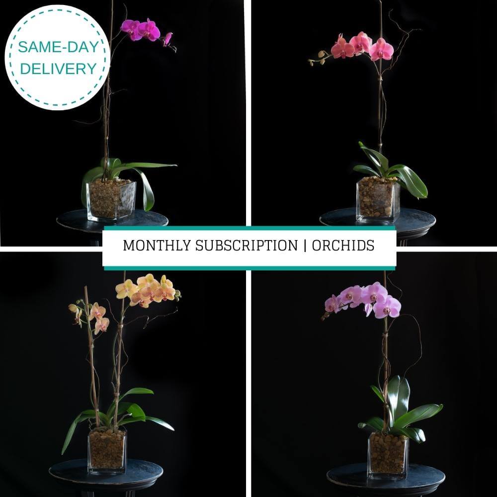 Flower Delivery | Orchids Collection - Jardin Floral Design